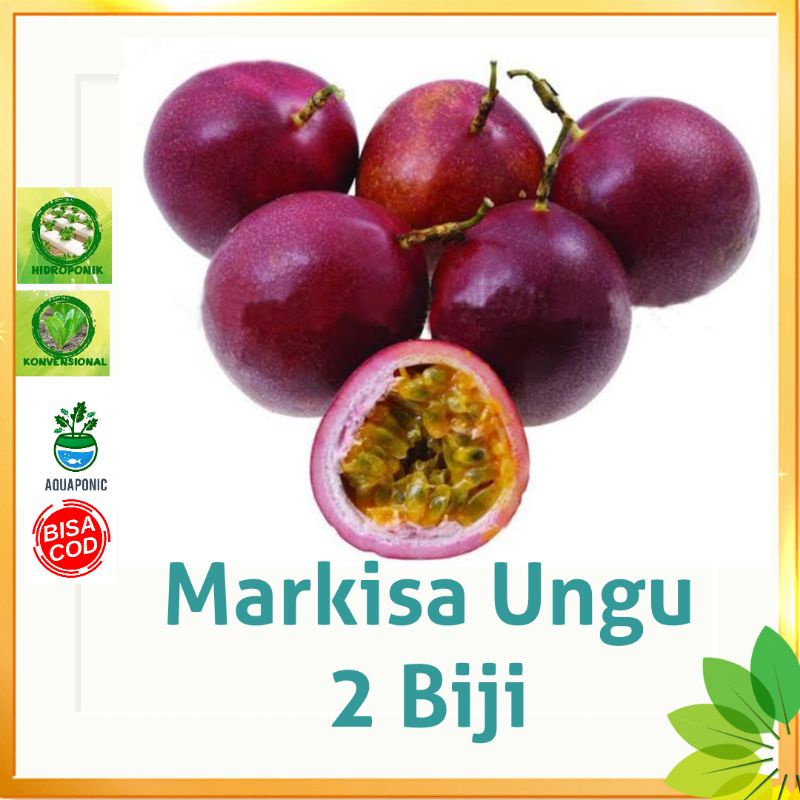 Jual Benih biji Buah MARKISA UNGU impor isi 2 biji | Shopee Indonesia