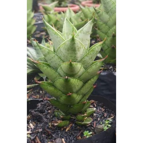 Jual sansevieria hybrid pagoda | Shopee Indonesia