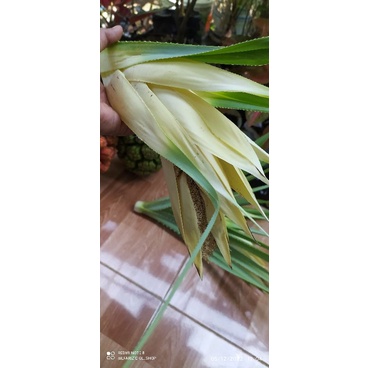 Jual bunga pandan duri pandan laut 1.pcs | Shopee Indonesia