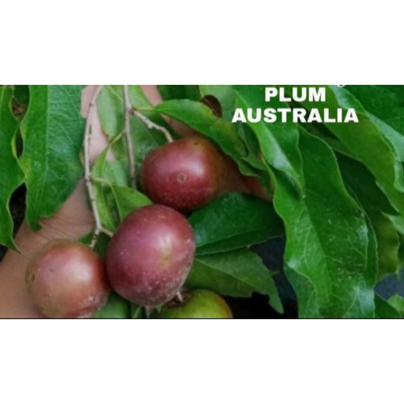 Jual Buah Plum Aussie Australia | Shopee Indonesia