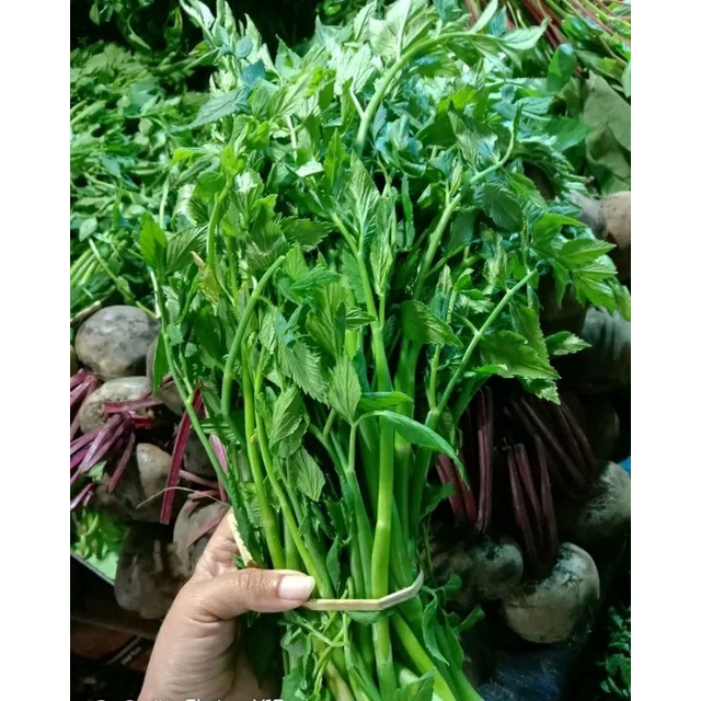 Jual sayur tespong segar perikat / sayuran selada langka. 250 gram ...