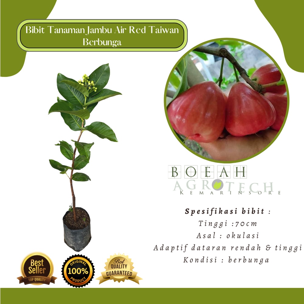 Jual Bibit Tanaman Jambu Air Kondisi Berbunga Jenis Unggul | Shopee ...