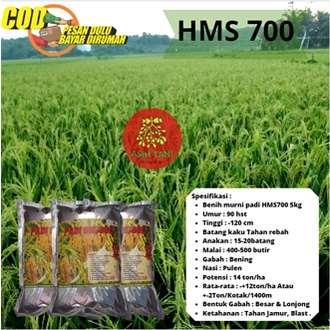 Jual Benih Padi Unggul HMS700 / Bibit Padi Unggul HMS700 1kg | Shopee Indonesia