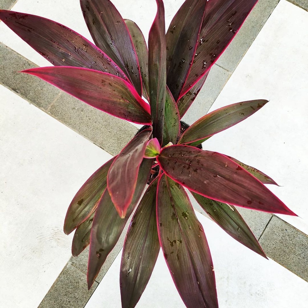 Jual Bibit hias hanjuang merah / herbal andong / pohon ti / pohon ...