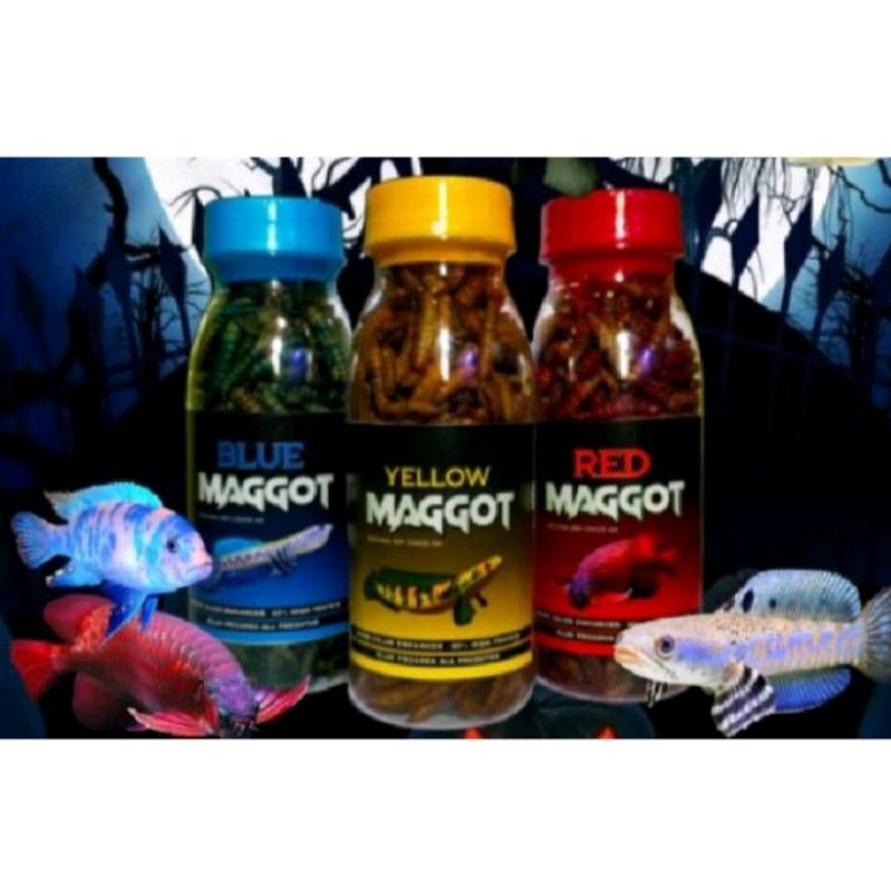 Jual MAGOT All VARiAN WARNA/PAKAN IKAN PREDATOR | Shopee Indonesia