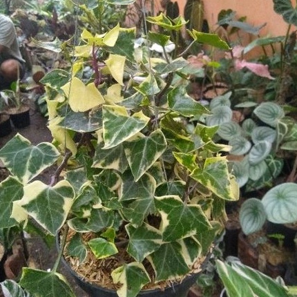 Jual Ivy English daun tebal | Shopee Indonesia