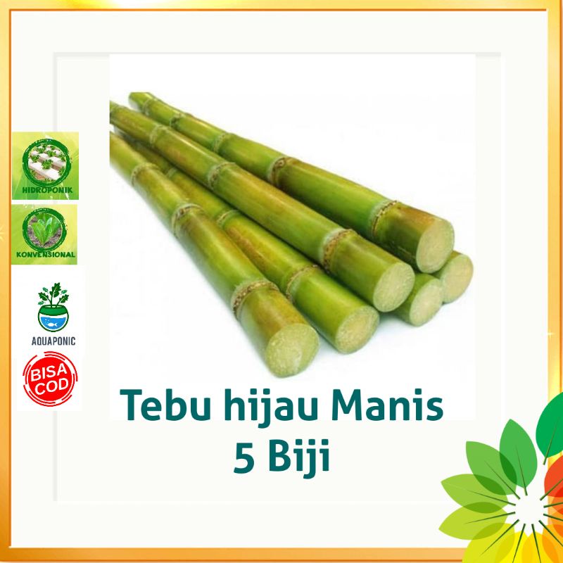 Jual Benih biji TEBU HIJAU IMPOR Premium SUPER MANIS isi 5 biji ...