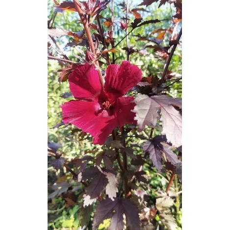 Jual tanaman herbal bunga rosela merah/tanaman rosela merah | Shopee ...