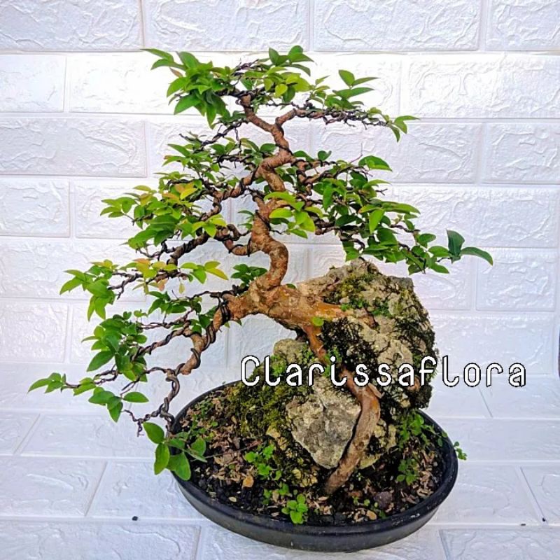Jual ( bisa cod ) promo tanaman hias bonsai anggur Brazil - bibit ...