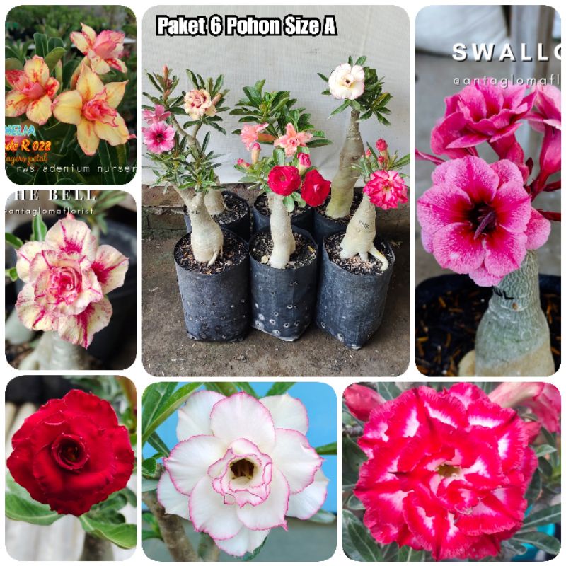 Jual Paket 6 Pohon Bunga Adenium Grafting Size A | Shopee Indonesia