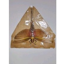 Jual AWETAN BELALANG KAYU ASLI INDONESIA | Shopee Indonesia