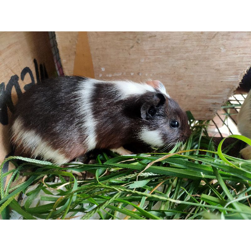 Jual Marmut Lokal Black & White | Shopee Indonesia