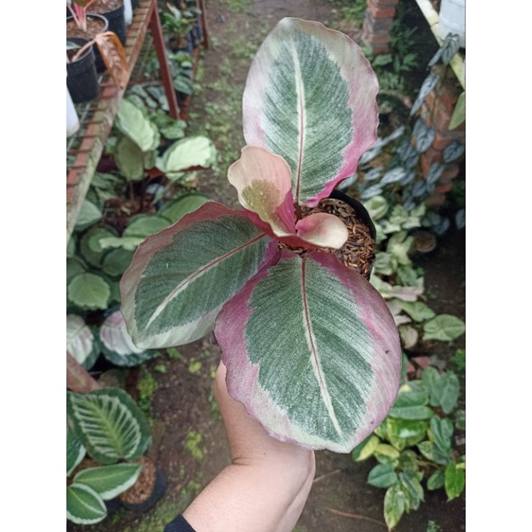 Jual Calathea Cynthia / Sintia /Cinthia Kabut | Shopee Indonesia