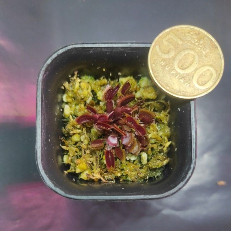 Jual Venus Flytrap Red Form | Shopee Indonesia