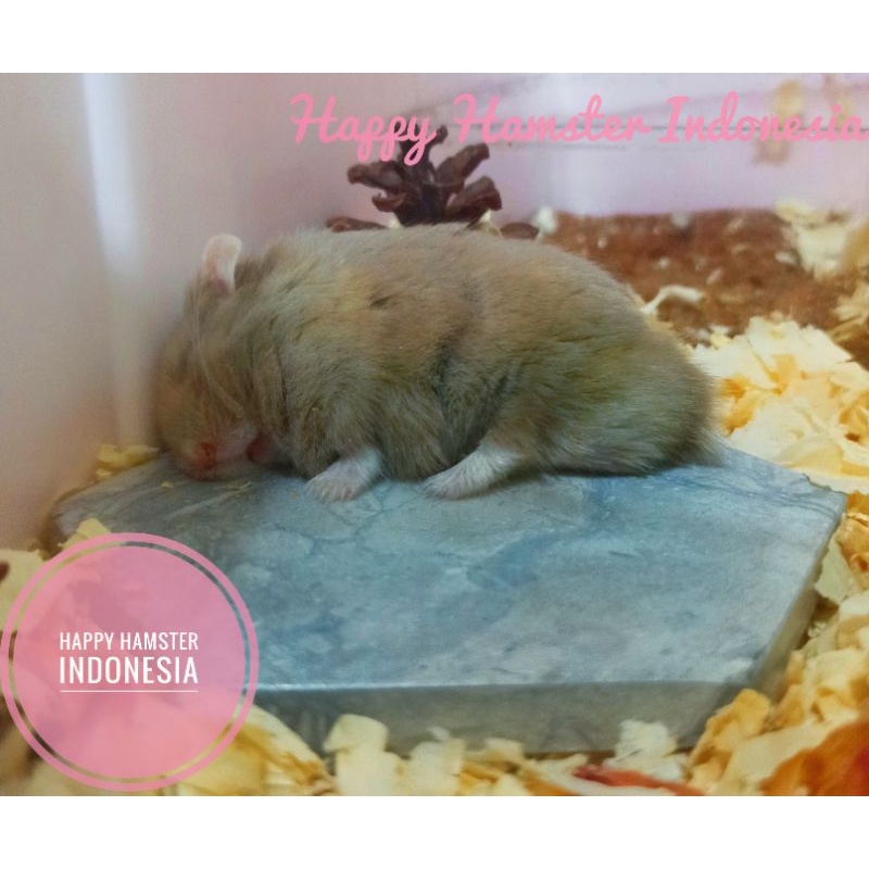 Jual MARBLE COOLING PAD | HAMSTER COOLING PAD | ALAS DINGIN UNTUK TIDUR ...