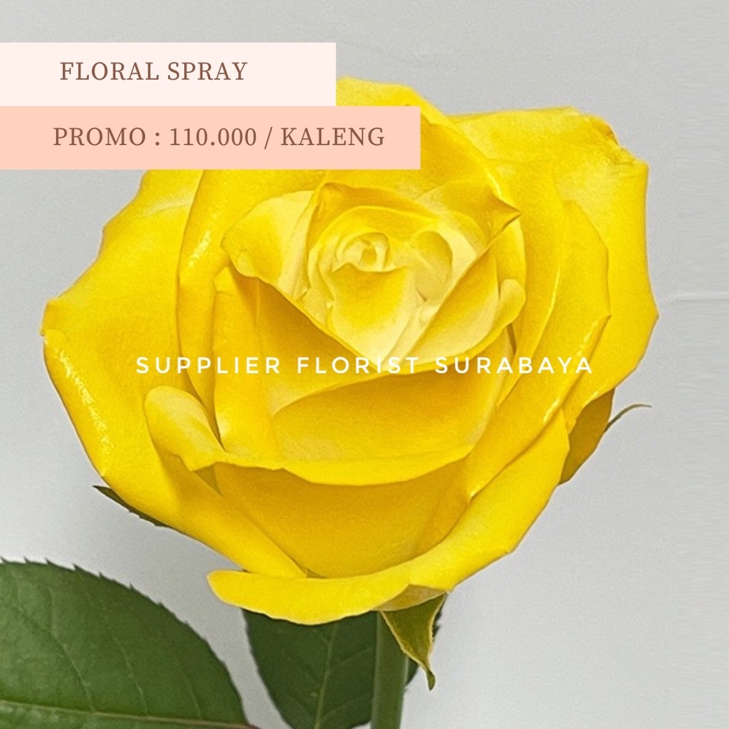 Jual FLORAL COLOR SPRAY CEPAT KERING PENGUBAH WARNA BUNGA ASLI ...