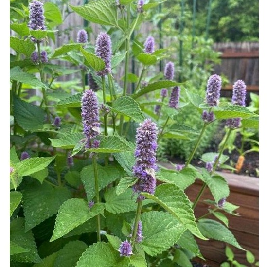 Jual Tanaman Herbal Daun Peppermint / Pepermin / Pepermint | Shopee ...