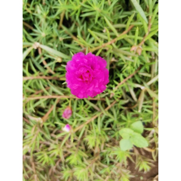 Jual Bunga Krokot mawar ungu / rose moss purple / Portulaca grandiflora ...