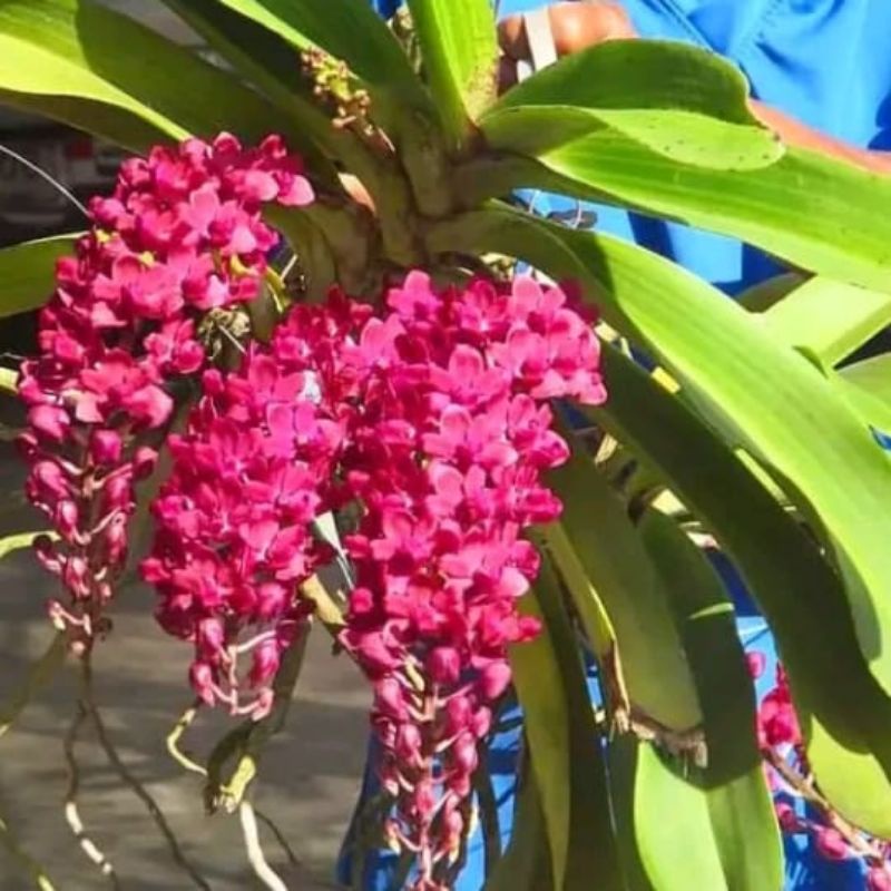 Jual ANGGREK PANDA MERAH TANAMAN HIAS HIDUP. beli satu dapet satu ...