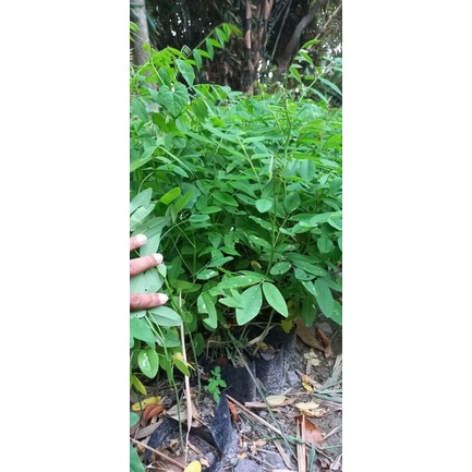 Jual PAKET 10 BIBIT INDIGOFERA | Shopee Indonesia