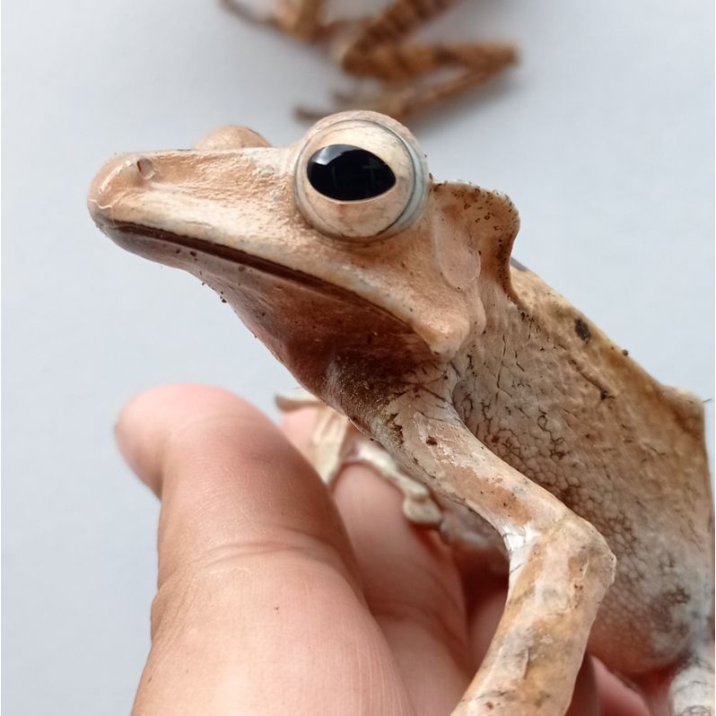 Jual Eared Tree Frog / katak kuping borneo | Shopee Indonesia
