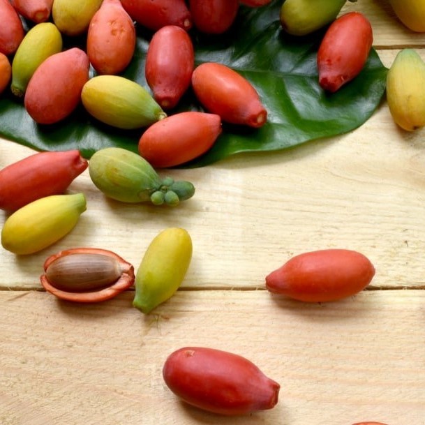 Jual buah melinjo tangkil segar | Shopee Indonesia