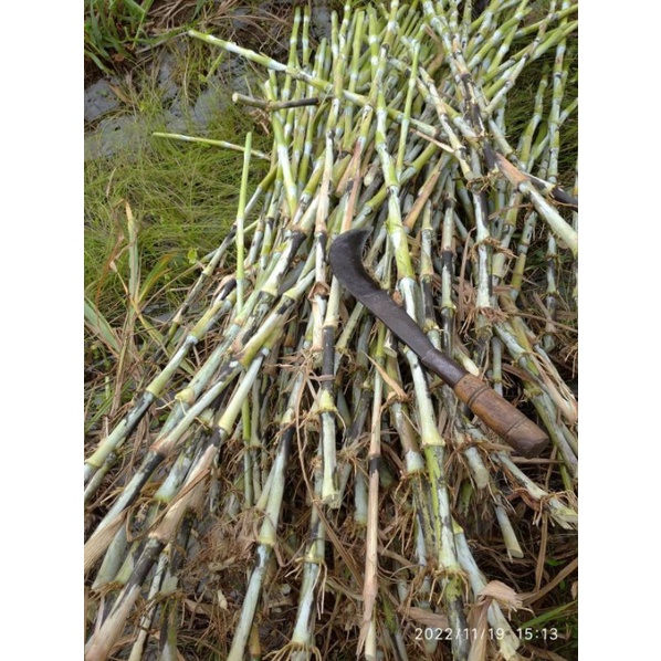 Jual BIBIT RUMPUT PACKCONG / NAPIER PACKCONG / RUMPUT PACONG | Shopee ...