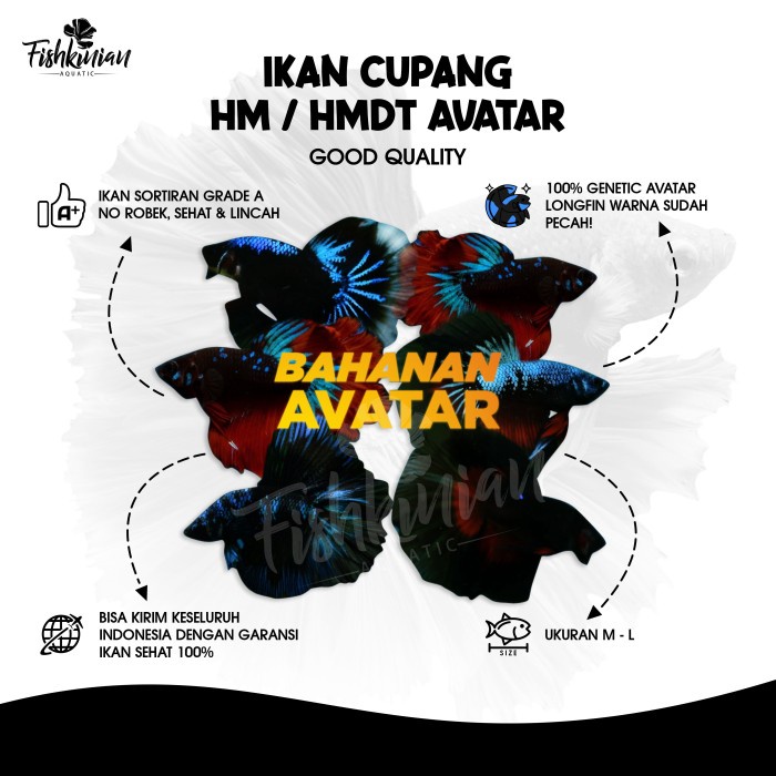Jual CUPANG HALFMOON AVATAR FISHKINIAN (BAHANAN) BERGARANSI - HMDT ...