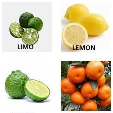 Jual joss Paket 4 Bibit Pohon Jeruk Okulasi [Jeruk Limo, Lemon, Purut ...