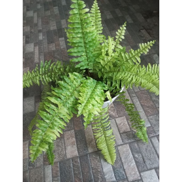 Jual Tanaman Pakis Boston Varigata | Shopee Indonesia