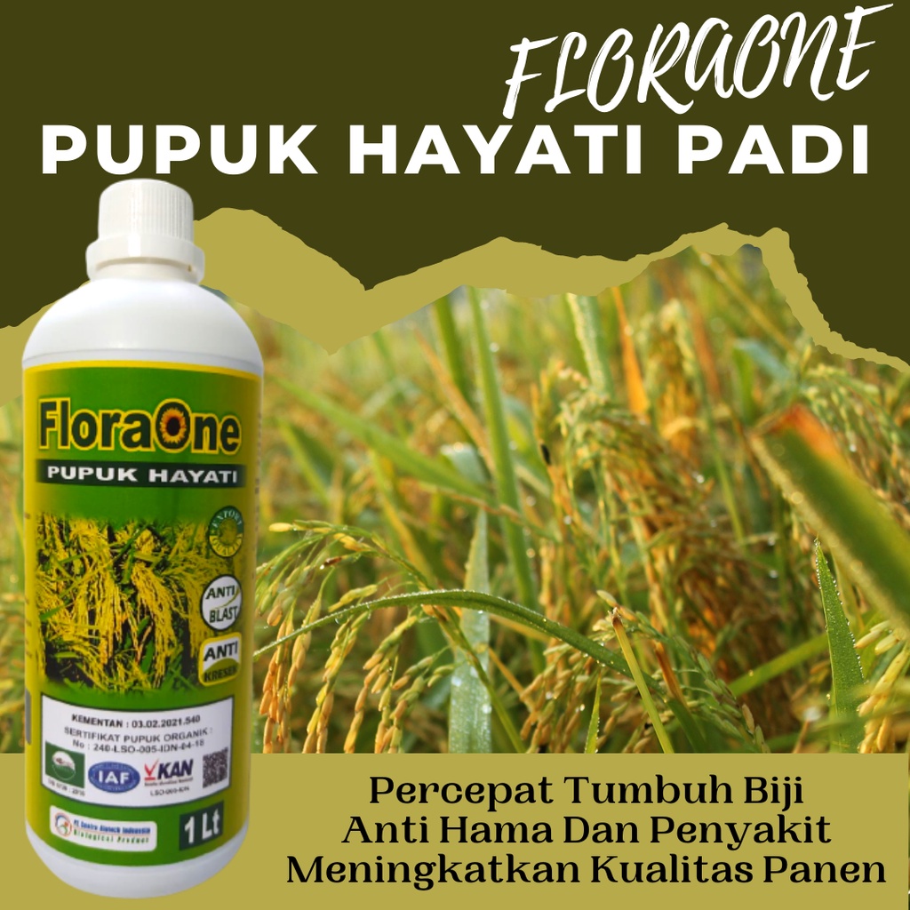 Jual Pupuk Hayati Perbanyak Anakan Padi, Obat Busuk Akar Dan Daun Padi ...