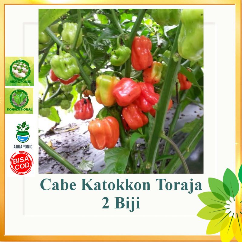 Jual 2 Biji Benih CABE CABAI KATOKKON TORAJA bibit tanaman | Shopee ...