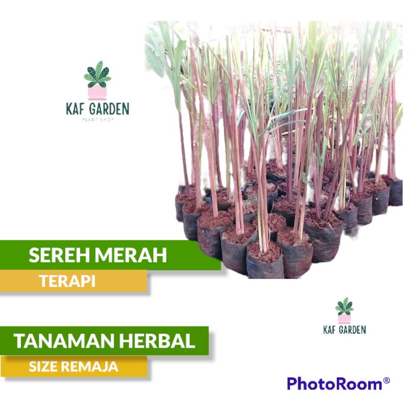 Jual Tanaman Sereh Merah Sereh Wulung Sereh Merah Serai Wangi Sereh ...