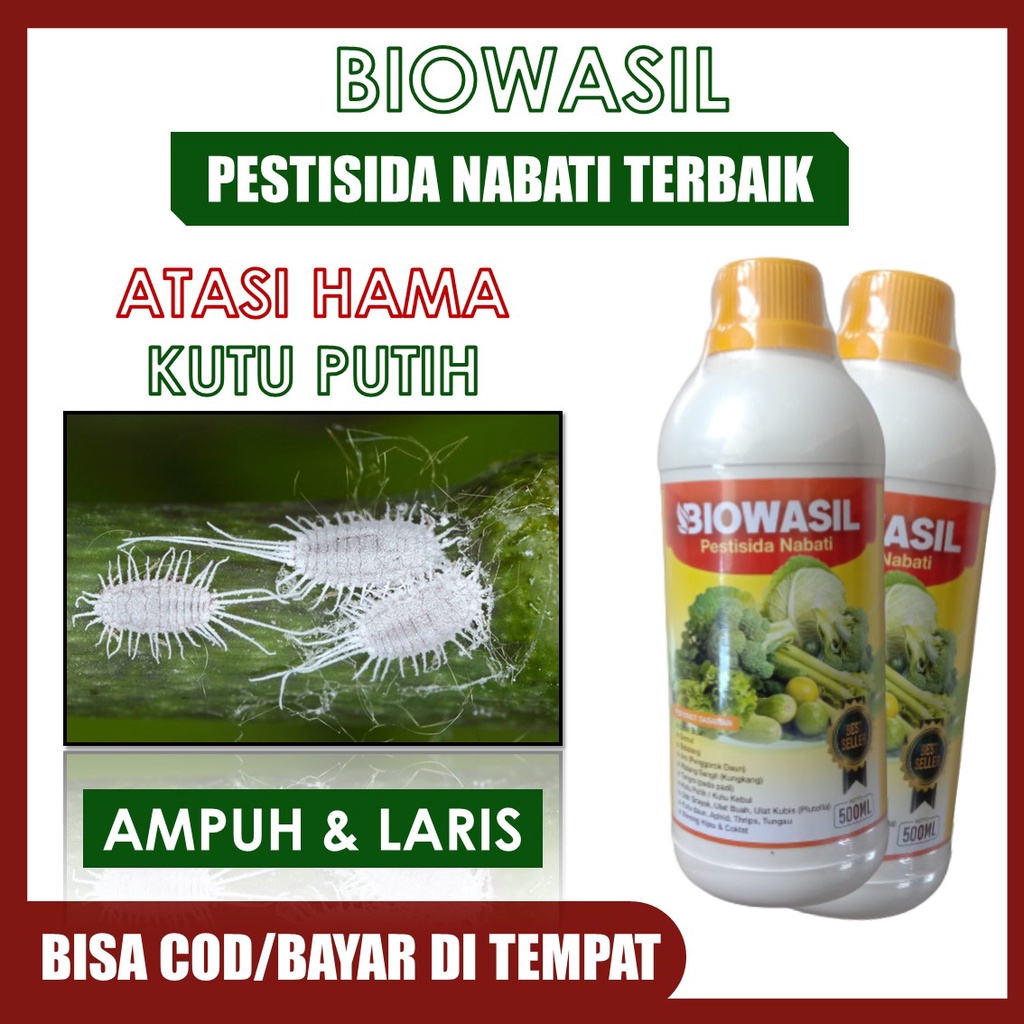 Jual Pestisida Nabati terbaik Untuk Hama Kutu Putih – Insektisida Hama ...