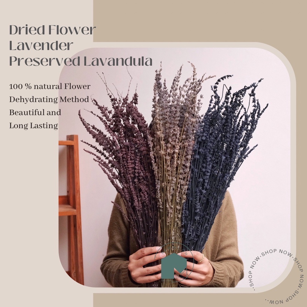 Jual PRESERVED LAVENDER [5/10 TANGKAI] flower BUNGA AWET warna bagus ...