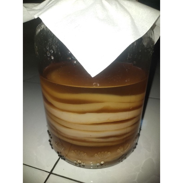 Jual Scoby kombucha | Shopee Indonesia