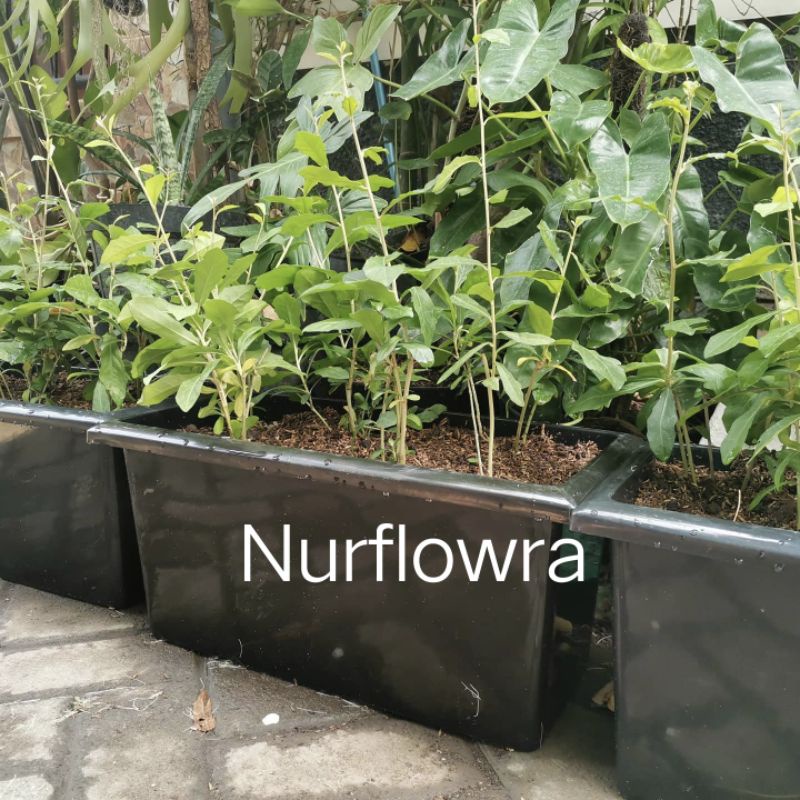 Jual paketan lee kwan yew plus pot panjang - likuanyu dan pot - lie ...