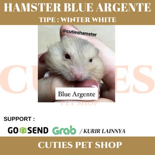 Jual HAMSTER WINTER WHITE WW BLUE ARGENTE / SAPHIRE / TIGER | Shopee ...