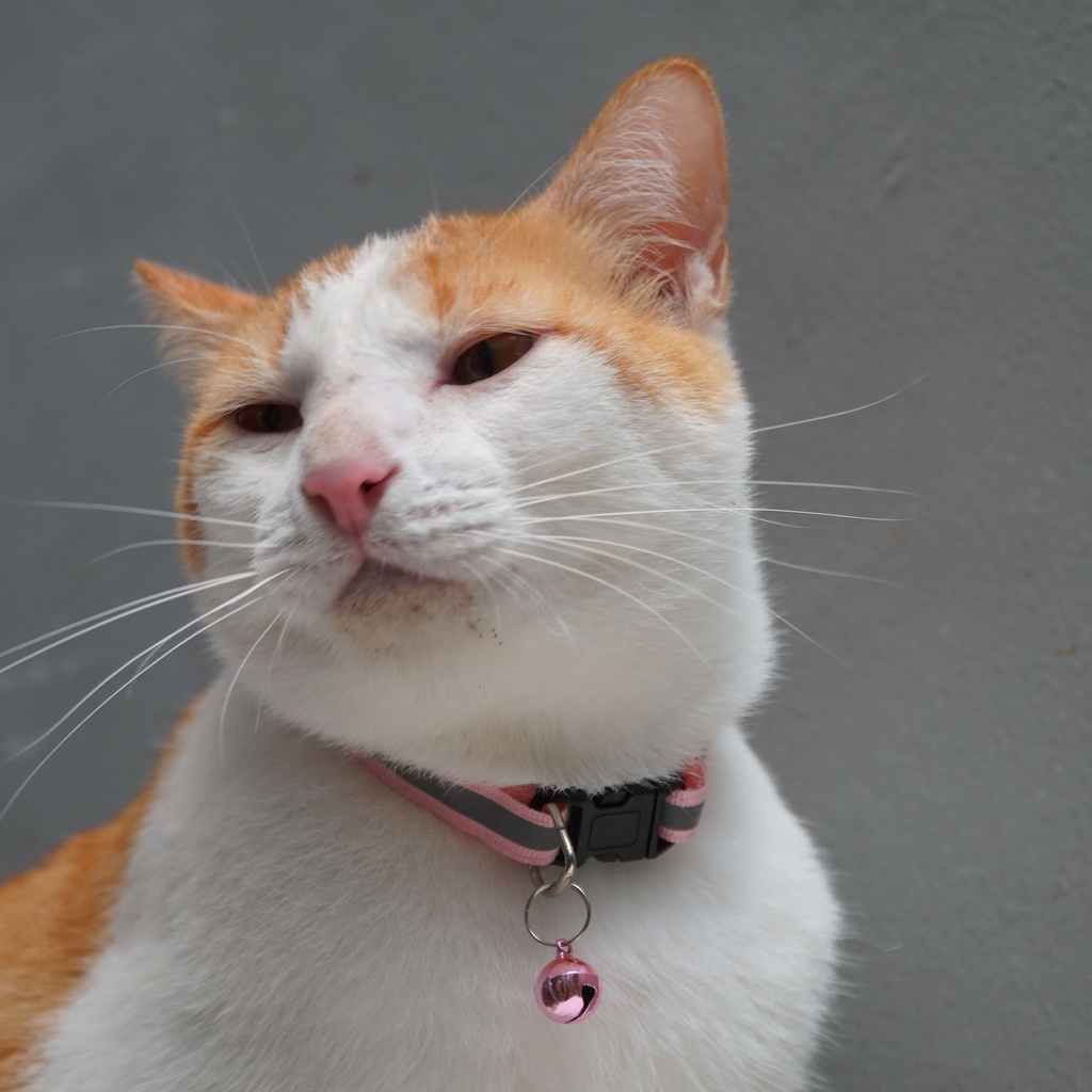 Jual Kalung Kucing Free Lonceng Untuk Kitten Dan Dewasa By Kucing ...