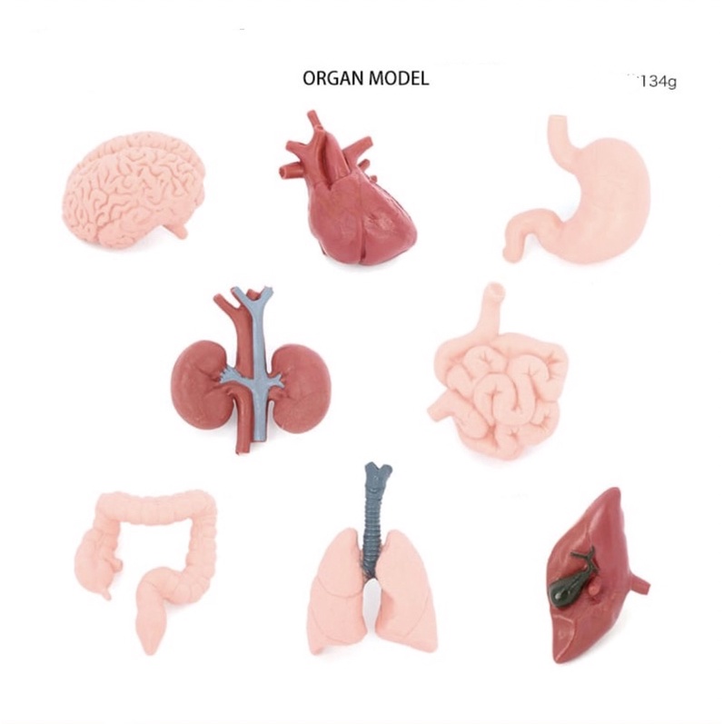 Jual LILOMILO Anatomi Organ Tubuh manusia 8pcs/human body organ ...