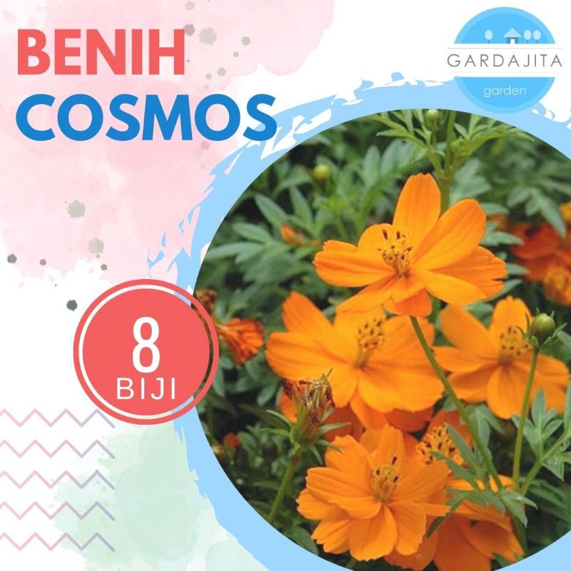 Jual Benih COSMOS [isi-8] Biji Bunga | Shopee Indonesia