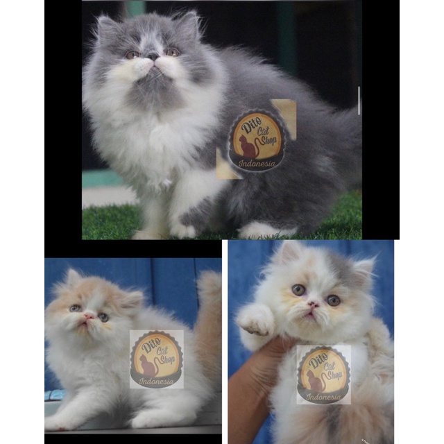 Jual Kucing Persia Anggora Munchkin Himalaya Ragdol Super | Shopee ...