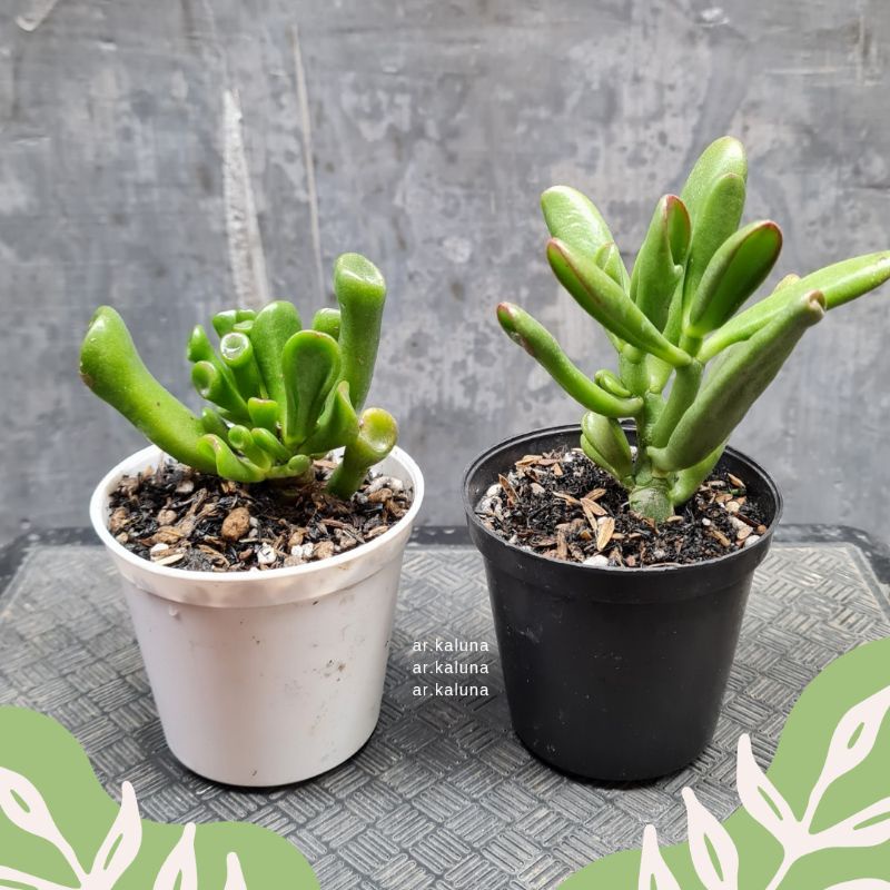 Jual Crassula Ovata ' Gollum & Hobbit ' Jade Plant sukulen kaktus ...