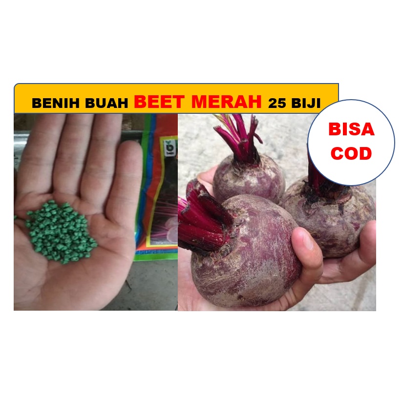Jual 25 Bibit Beetroot Merah F1 Ayumi 04 Benih Tanaman Beet Hibrida ...