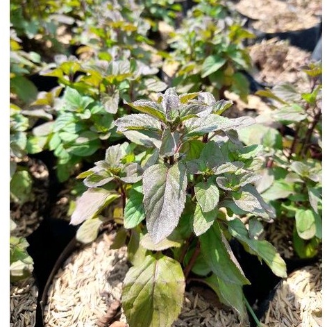 Jual Tanaman Cologne Mint / Eau de cologne Mint (Harum Lemon+Mint ...