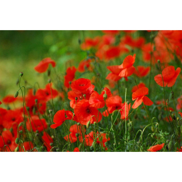 Jual Poppy Flanders 50 Biji (Benih/Biji Tanaman Bunga) | Shopee Indonesia