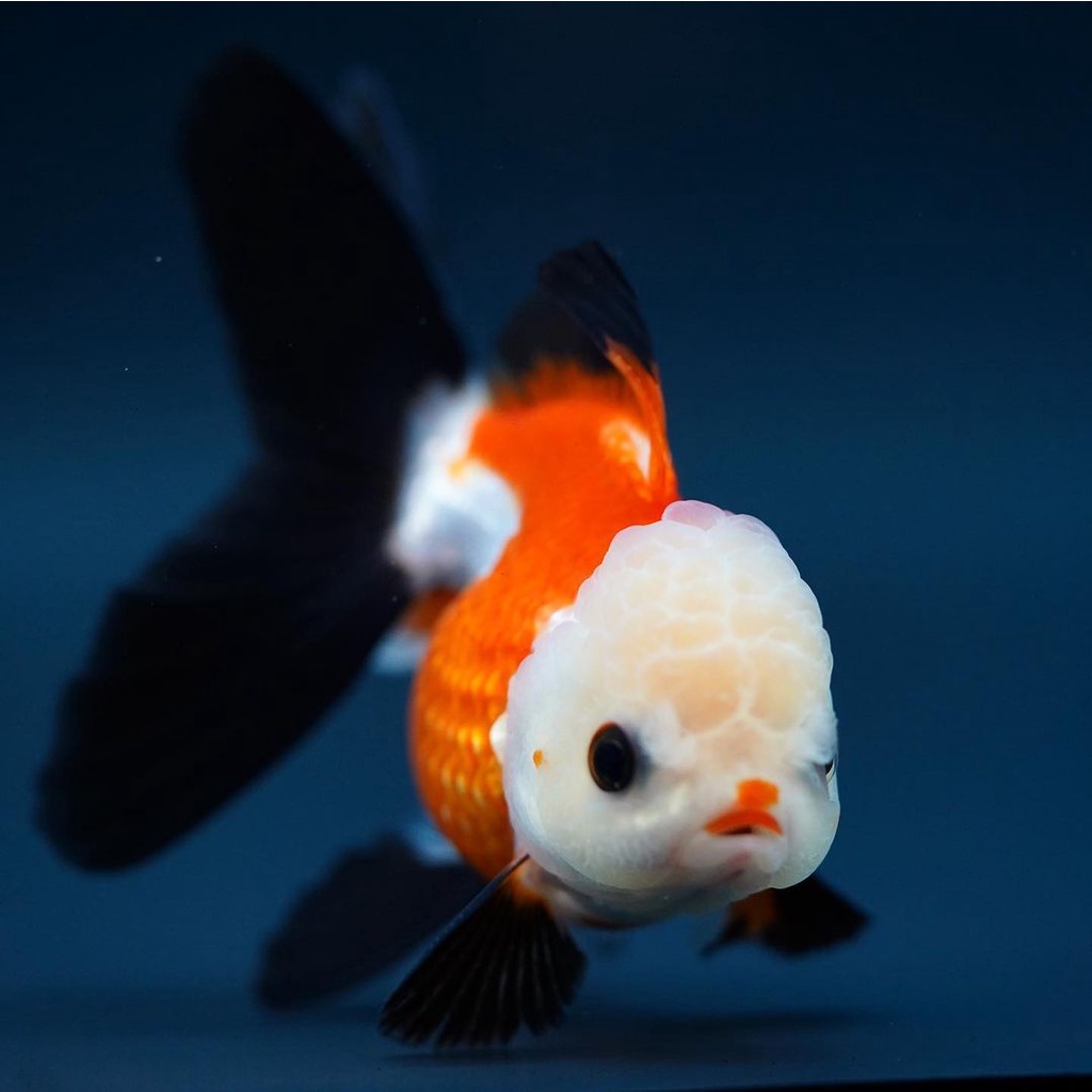 Jual ikan mas koki oranda panda tricolor fancy / oranda panda tricolor ...