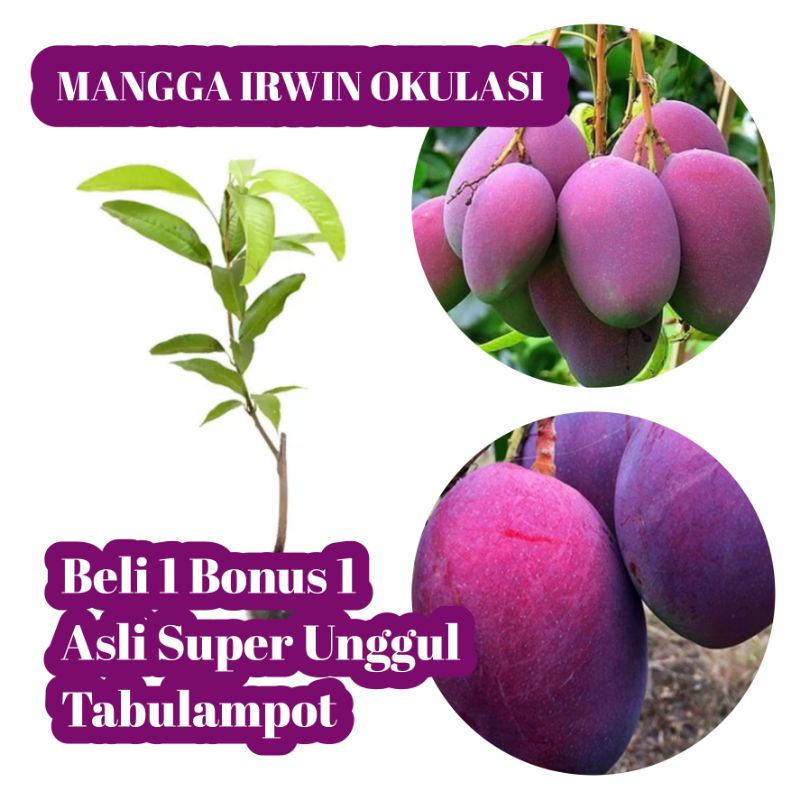 Jual BIBIT MANGGA IRWIN OKULASI SUPER UNGGUL BISA BERBUAH DALAM POT ...