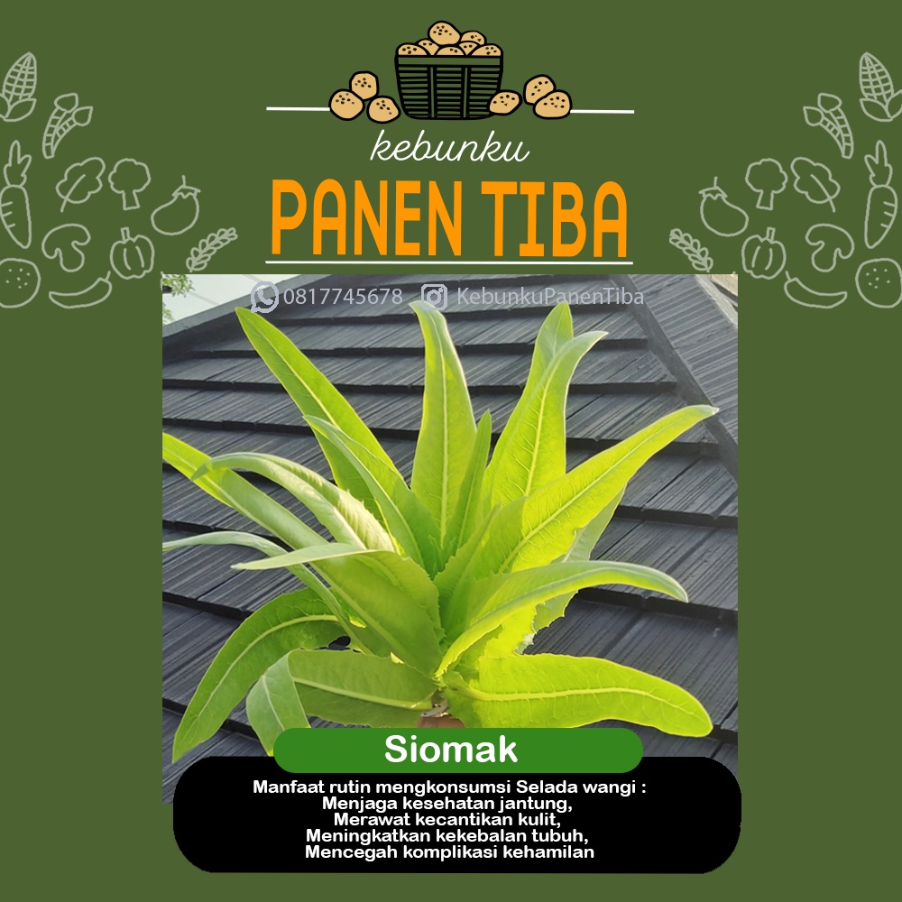 Jual Kebunku PANEN TIBA - Selada Wangi Siomak Hydroponic Sayur Daun ...
