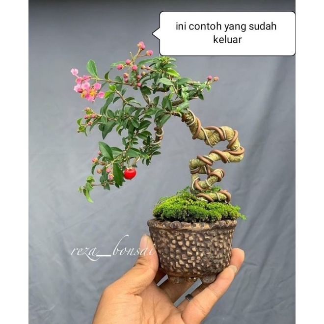 Jual bahan bonsai sakura micro | Shopee Indonesia